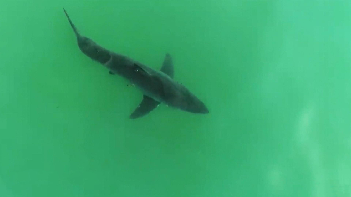 Watch CBS Mornings: Researchers tag juvenile great white sharks - Full ...