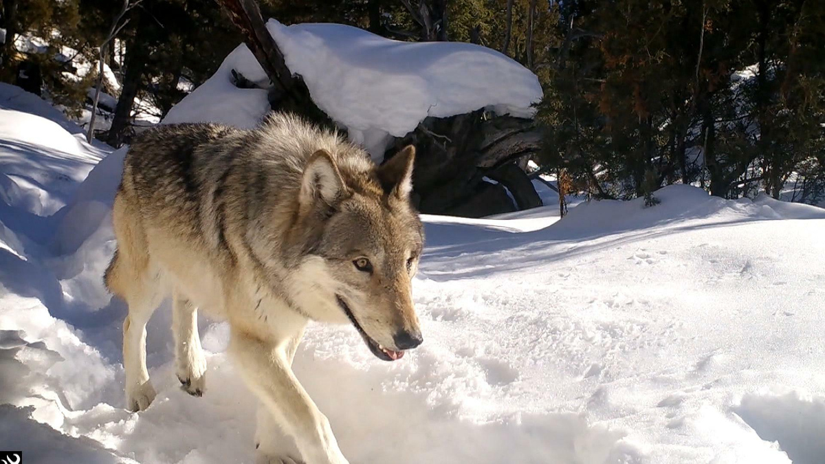 Watch CBS Saturday Morning Season Episode : Wolves make a return to ...