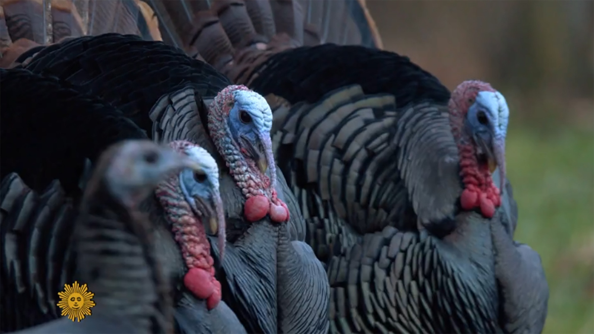 Watch Sunday Morning: Nature: Turkeys of Ohio - Full show on CBS