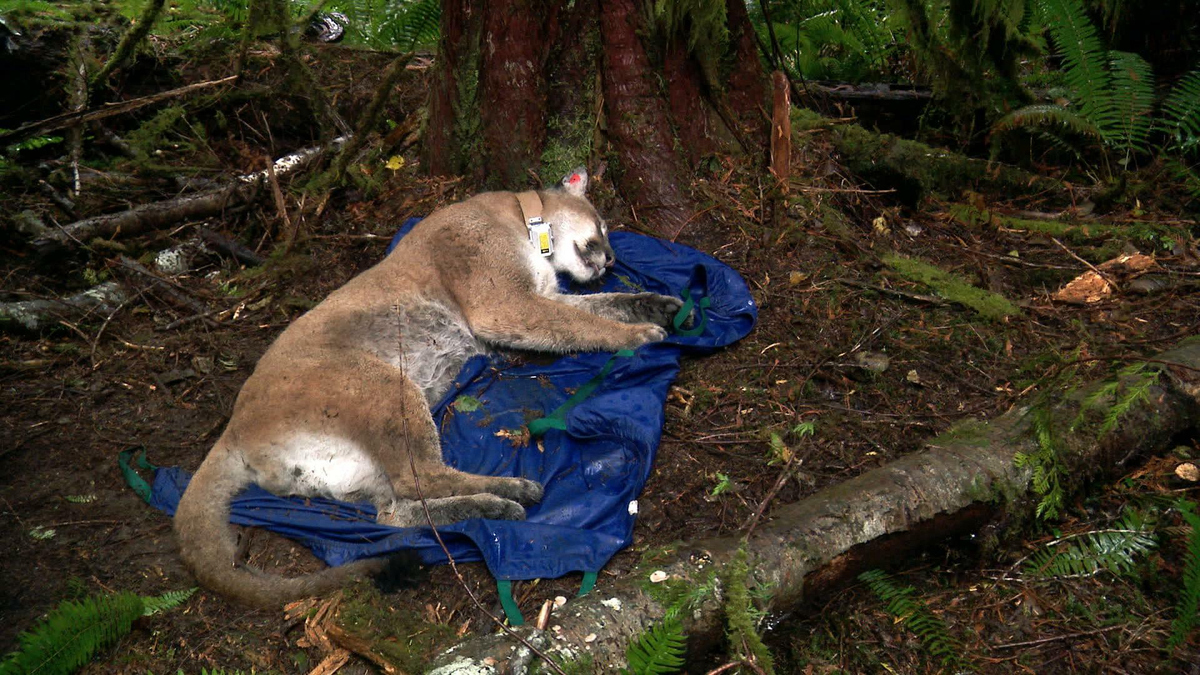 Watch CBS Mornings: New software helps track, protect big cats - Full ...