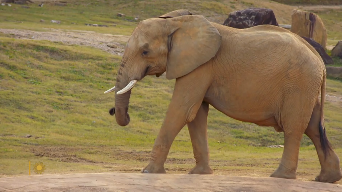 Watch Sunday Morning: What animals might teach us about living longer ...