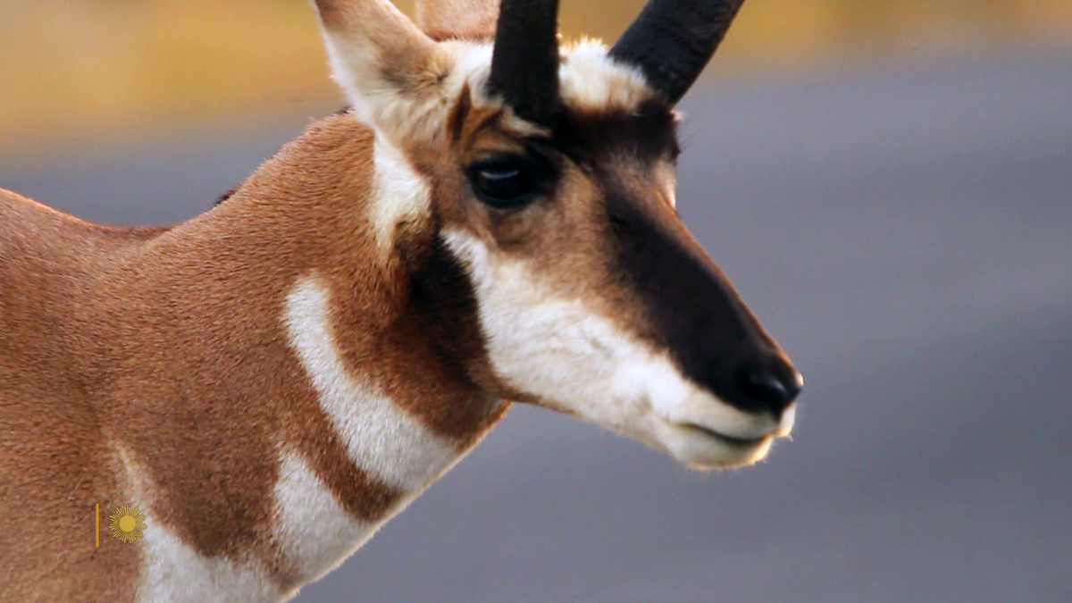 Watch Sunday Morning: Nature: Pronghorn antelope - Full show on CBS