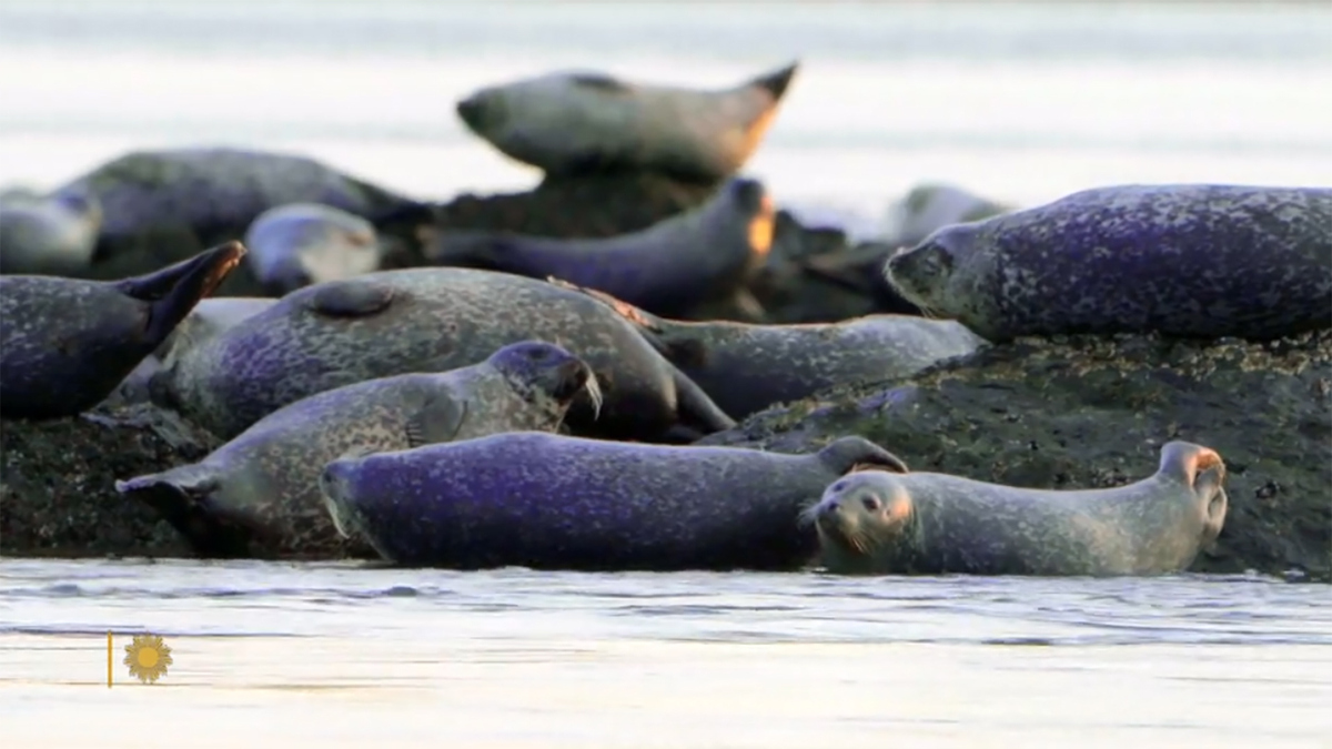 Watch Sunday Morning: Nature: Seals in Massachusetts - Full show on CBS