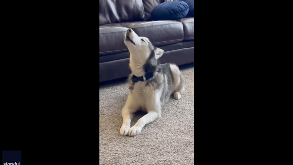 Watch The Uplift: Husky declares love for owner - Full show on CBS