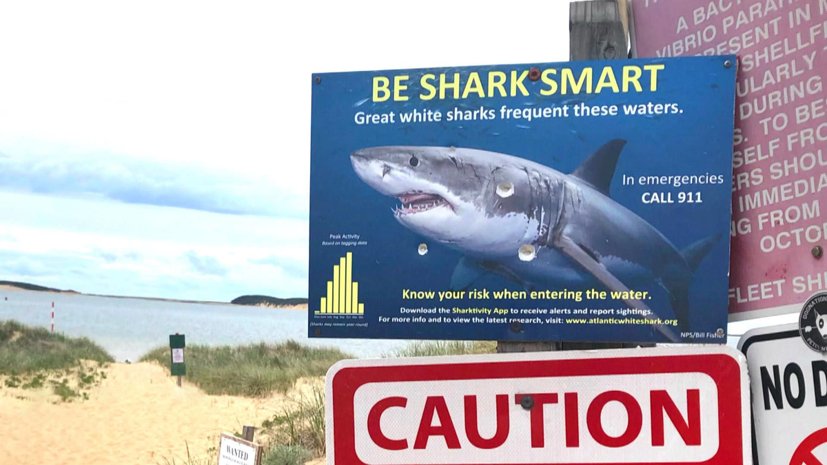 Watch CBS Saturday Morning: Officials warn of shark attack ...