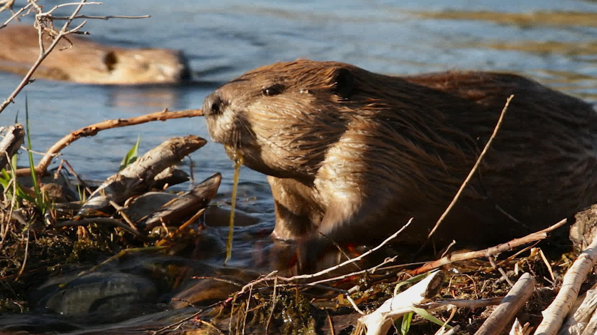 Watch CBS Mornings Season Episode : Scientists use beavers to create ...