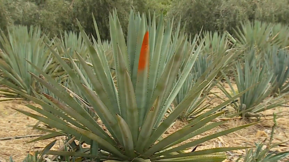 Watch CBS Evening News: Agave proving to be an ideal crop in California ...