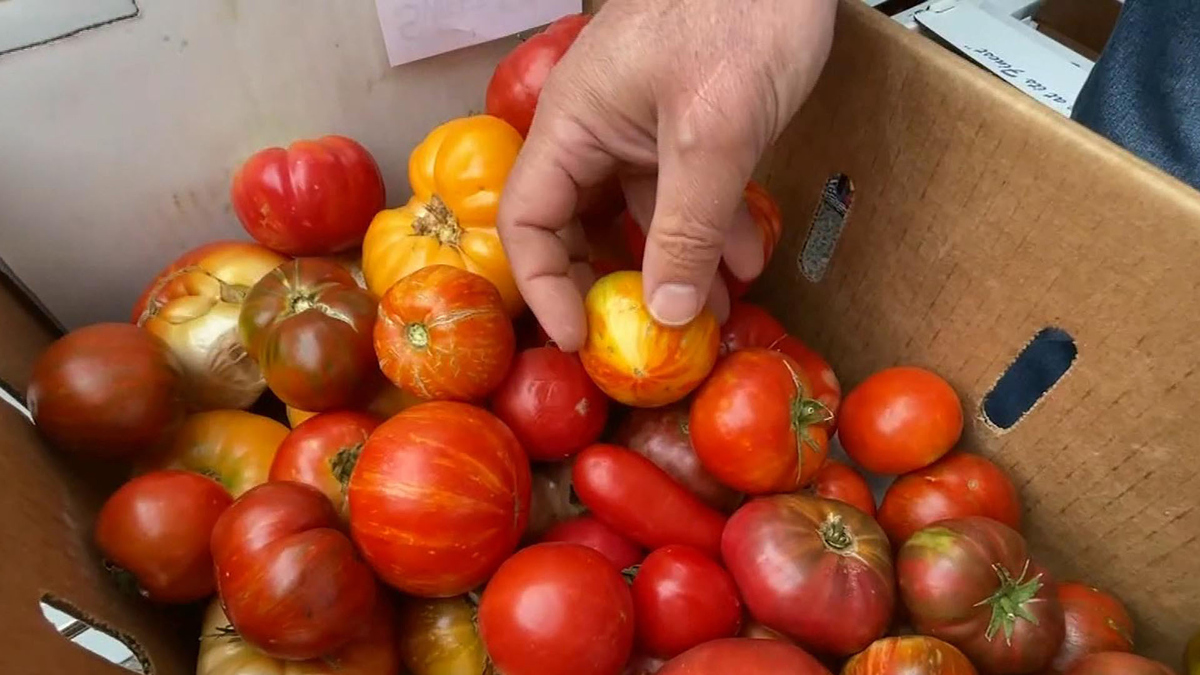Watch CBS Evening News: Rising temperatures impact California tomatoes ...