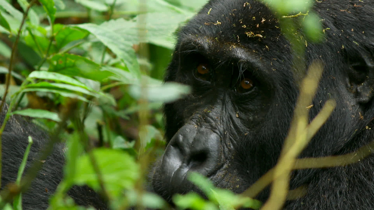 Watch 60 Minutes Season 55 Episode 7: 10/30/2022: Belief in the Ballot ...