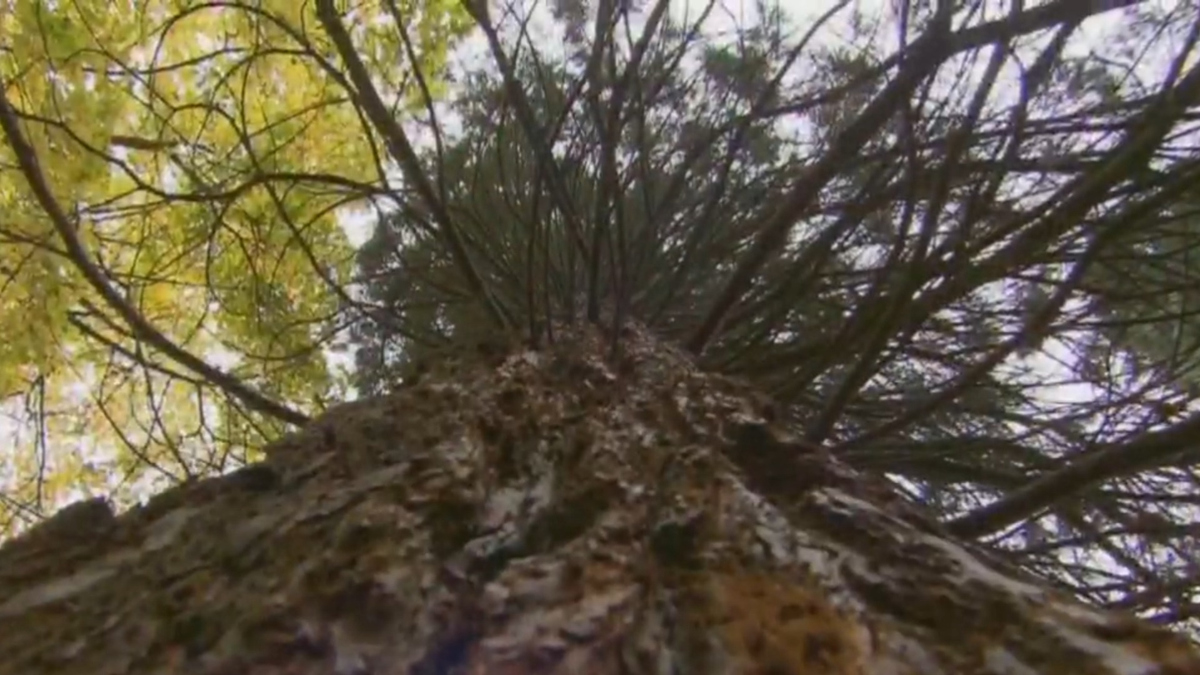 Watch CBS Evening News: Scientists clone redwoods and sequoias - Full ...