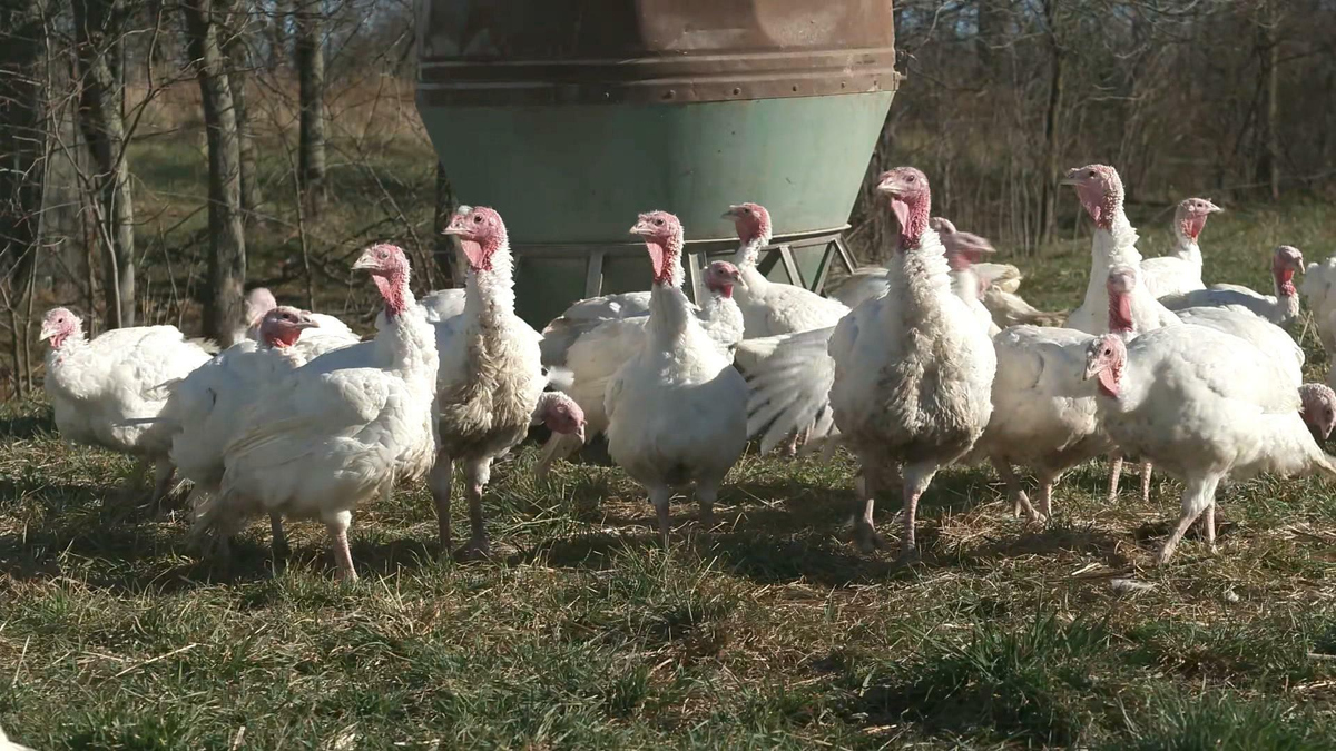 Watch CBS Saturday Morning: Impacts of inflation on Thanksgiving turkey ...