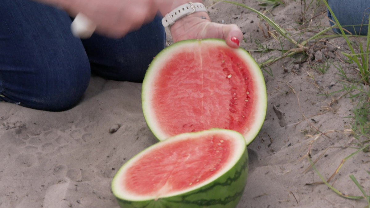 Watch Sunday Morning: The future of watermelons looks smaller and ...