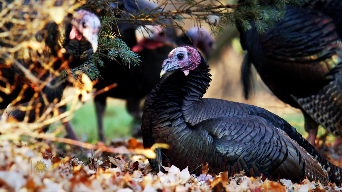 Watch Sunday Morning: Nature: Turkeys in Ohio - Full show on CBS
