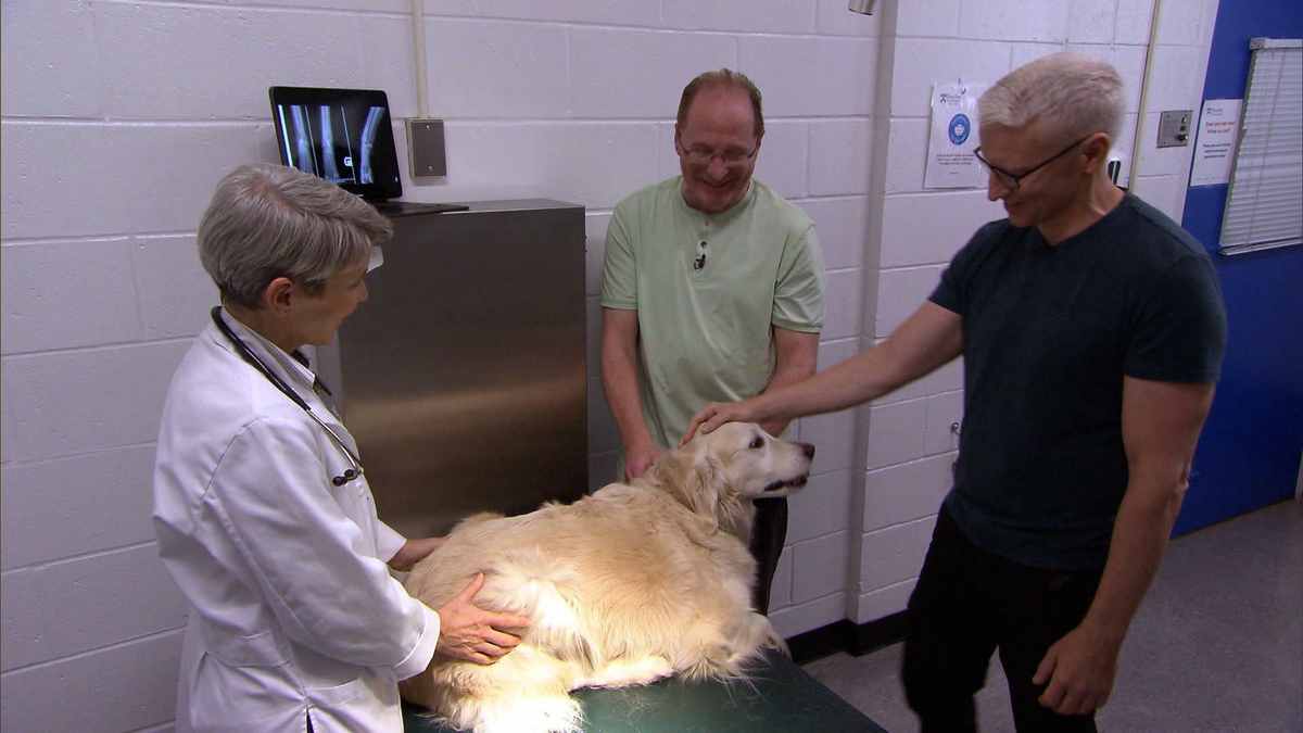 Watch 60 Minutes Overtime: Golden retriever Sandy's cancer treatment ...