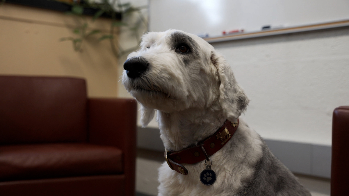 Watch 60 Minutes Overtime: "Friendliness mutations" in dog DNA - Full ...