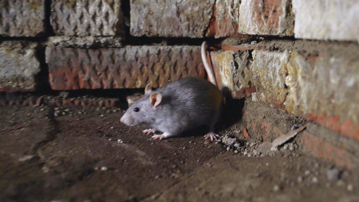 Watch CBS Evening News: NYC launches new efforts to combat rats - Full ...