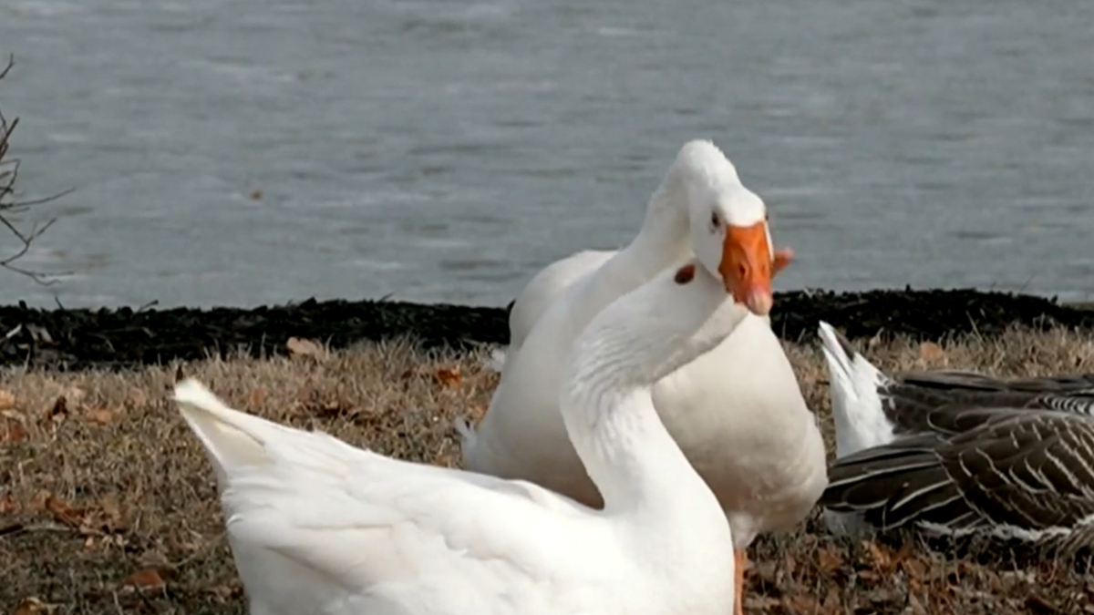 Watch CBS Evening News: Cemetery takes out ad for goose whose mate died ...