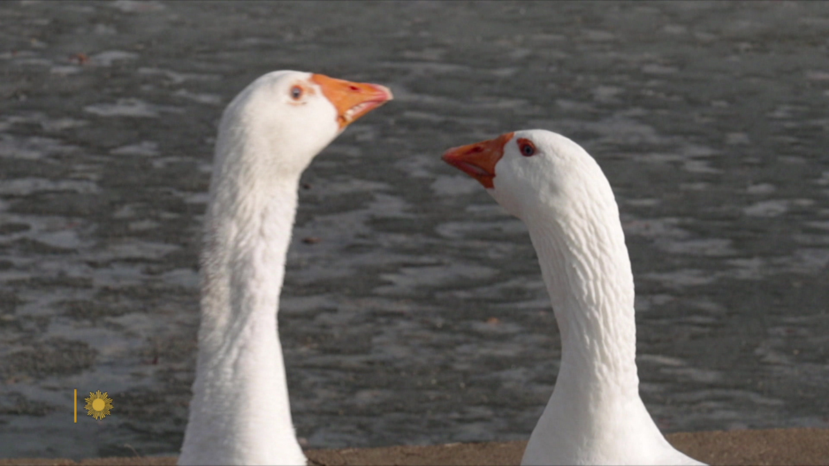 Watch Sunday Morning: A geese love story - Full show on CBS