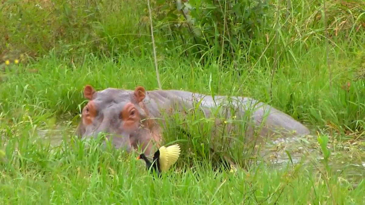 Watch CBS Saturday Morning: Colombian agency to relocate Escobar hippos ...