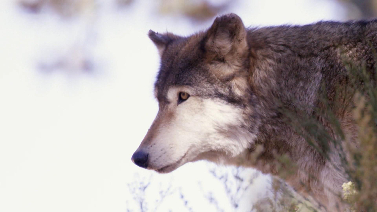 Watch CBS Saturday Morning: Wolves to be re-introduced in Colorado ...