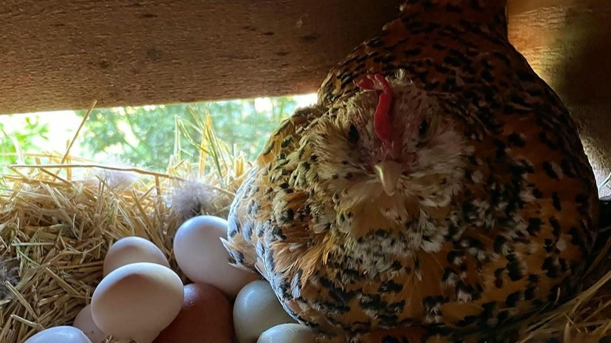 Watch CBS News: Backyard chicken keeping is a pricey endeavor - Full ...