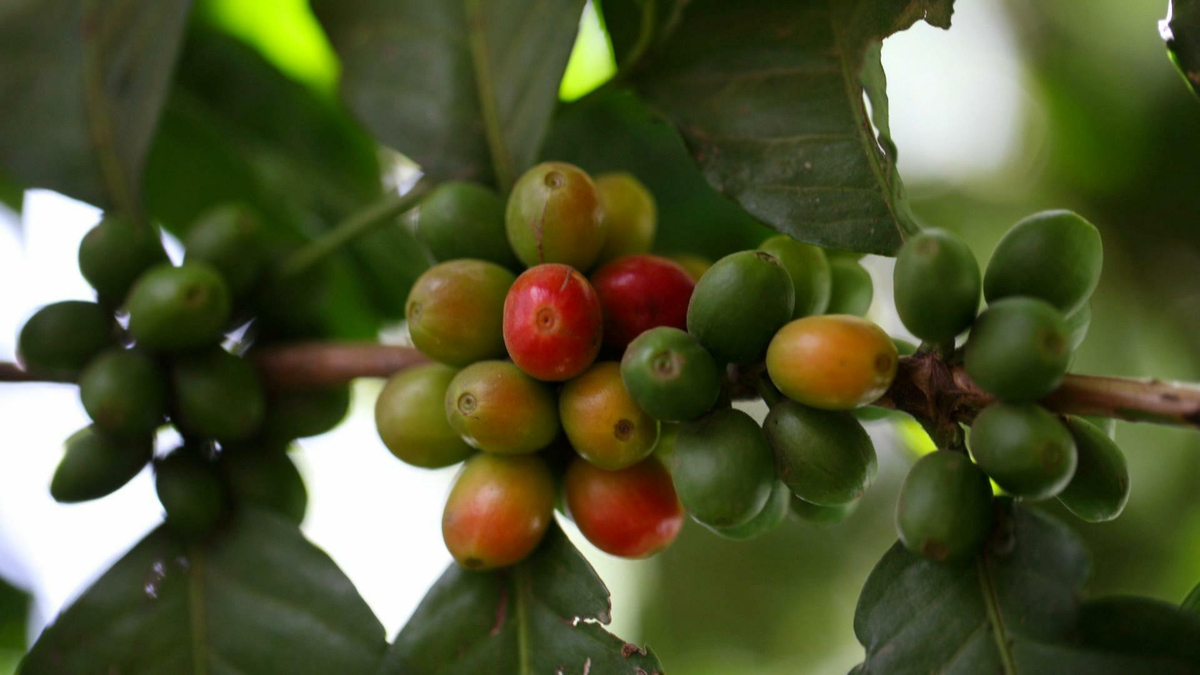 Watch CBS Saturday Morning Inside Panama's $100 luxury coffee - Paramount+