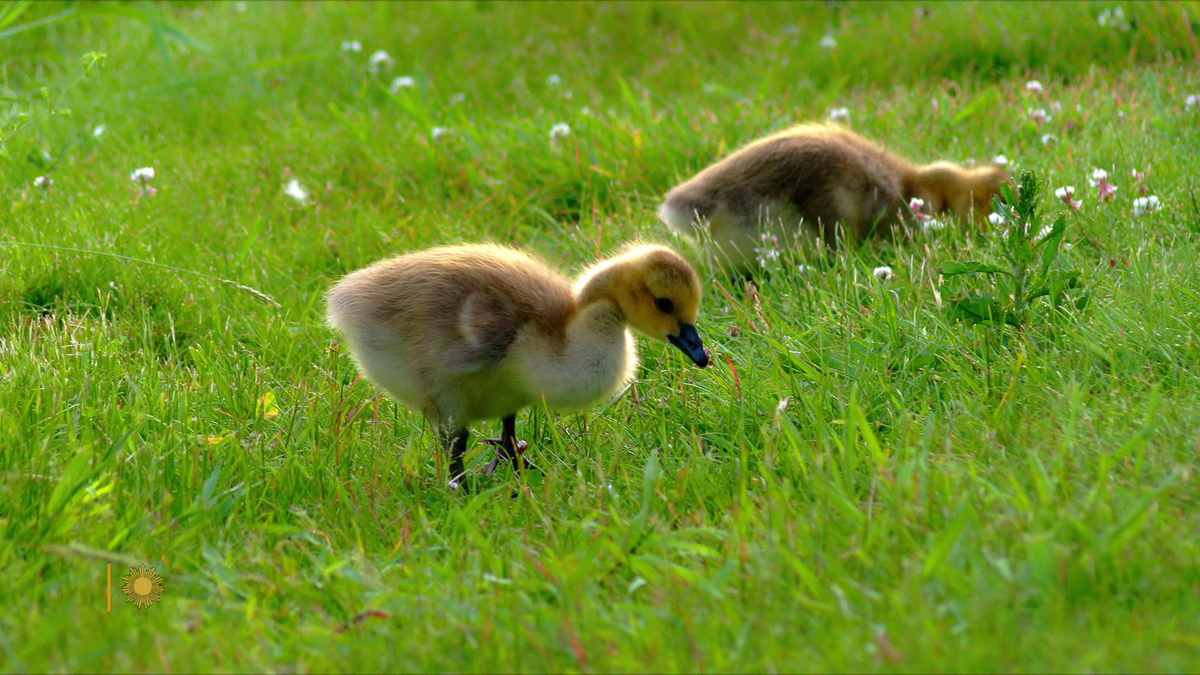 Watch Sunday Morning: Nature: Geese in Massachusetts - Full show on CBS