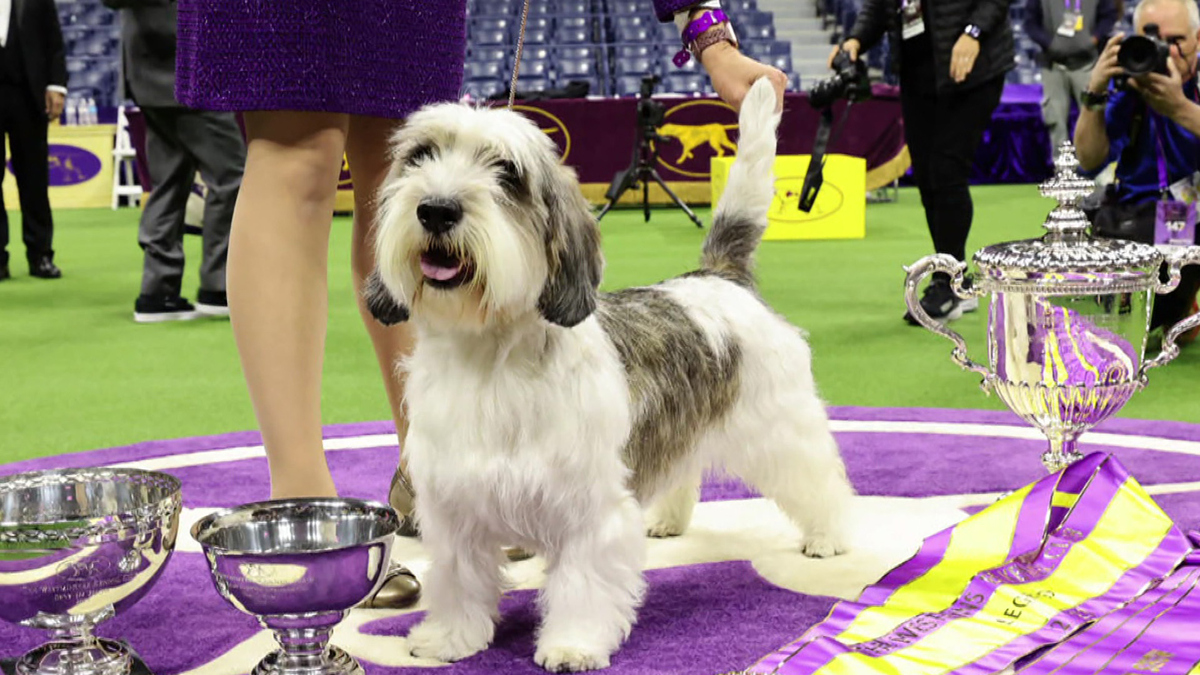 Watch CBS Evening News: Buddy Holly wins best in show - Full show on CBS