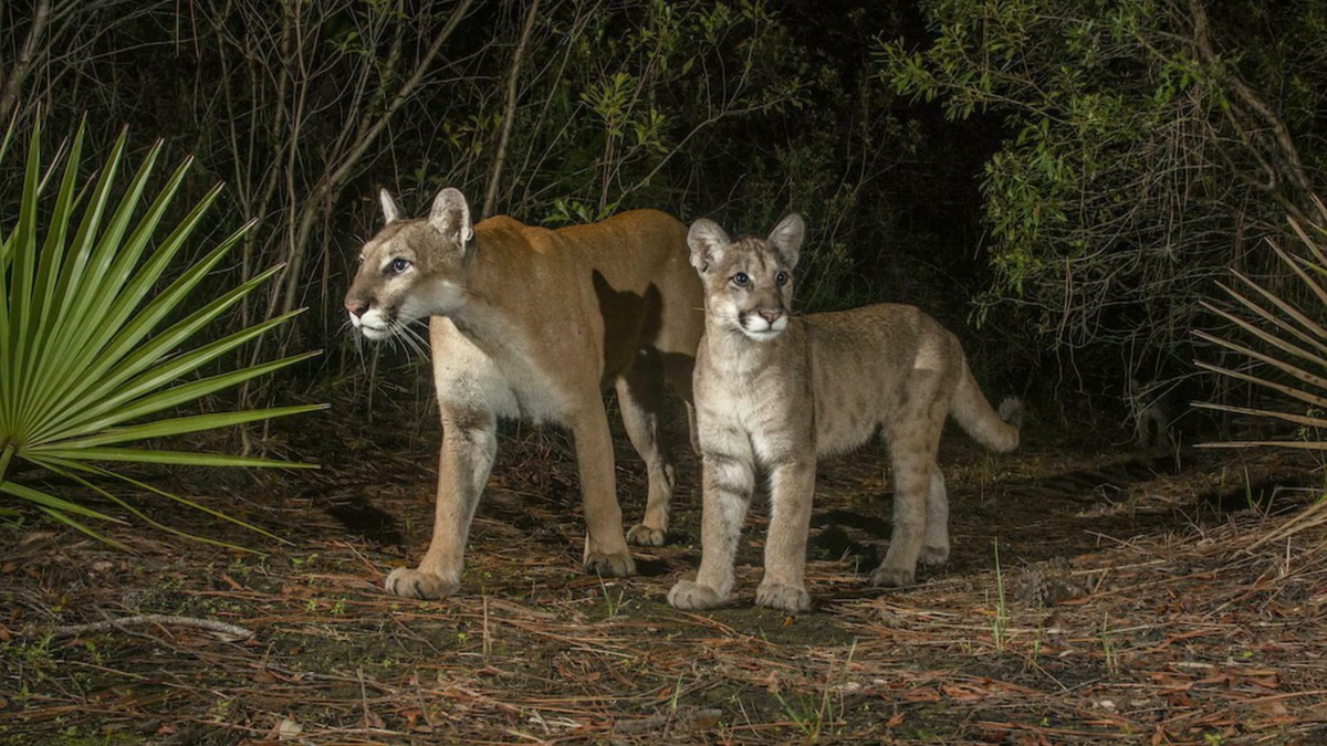 Watch CBS Saturday Morning: Near-extinct Florida species makes comeback ...