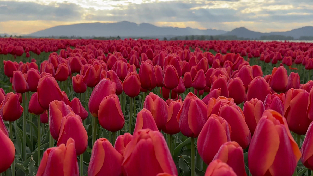 Watch Sunday Morning: Tulips in bloom - Full show on CBS