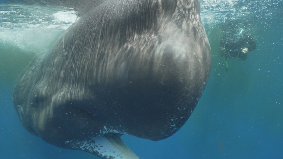 Watch 60 Minutes Season 55 Episode 34: Sperm whale protection focus of ...