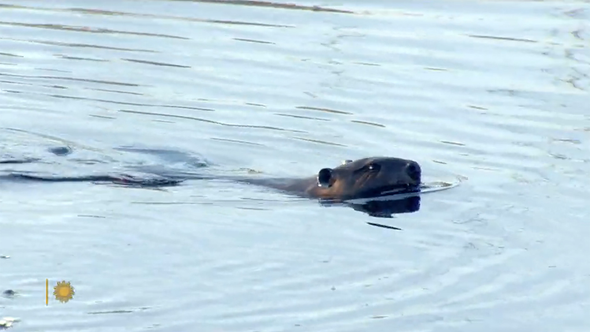 Watch Sunday Morning Season Episode : Nature: Beavers in New Jersey ... Watch Sunday Morning Season Episode : Nature: Beavers in New Jersey ...