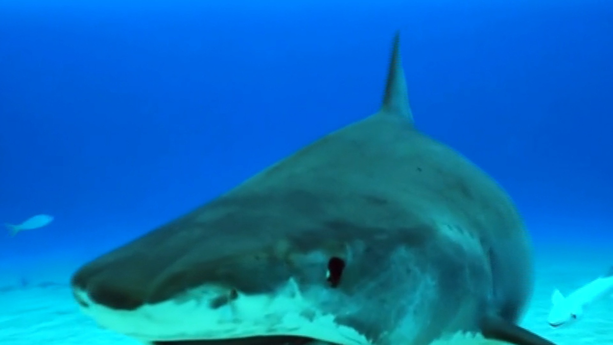 Watch CBS Evening News: American tourist loses foot in shark attack ...