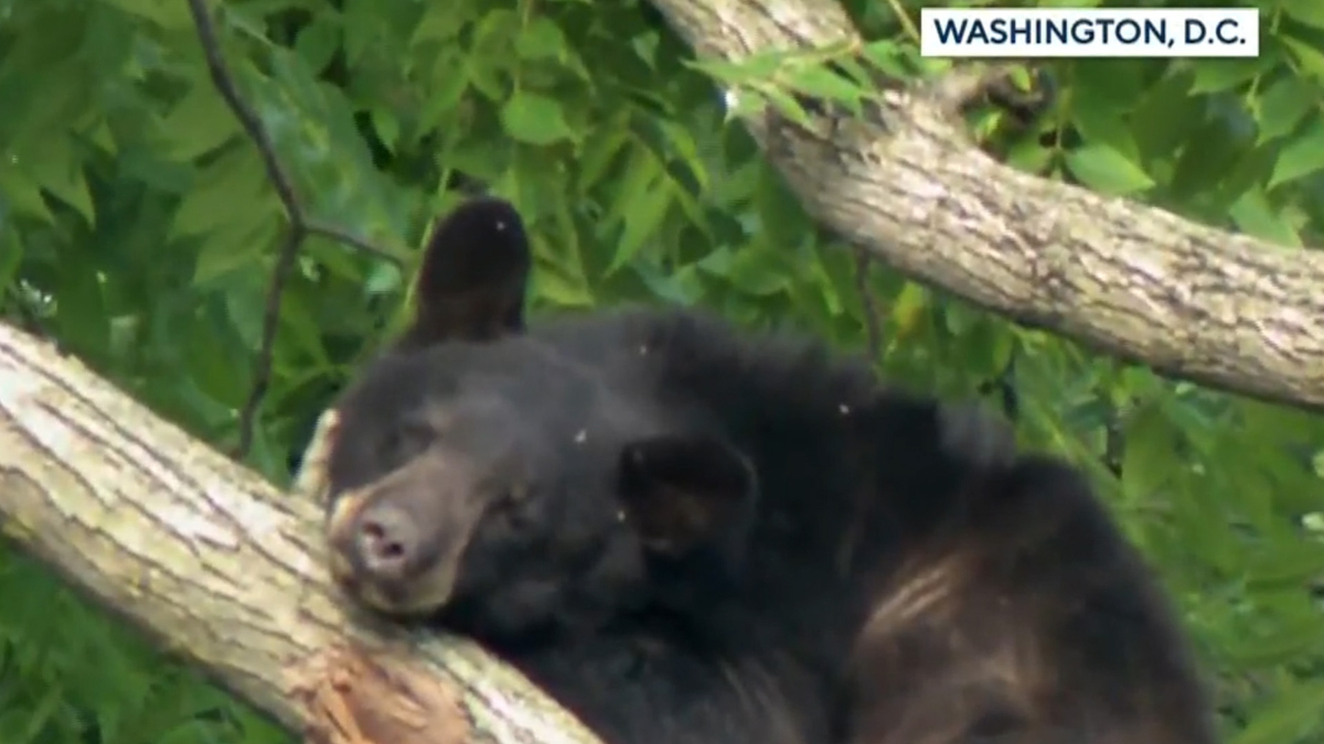 Watch CBS Evening News Bear captured in D.C. neighborhood - Paramount+