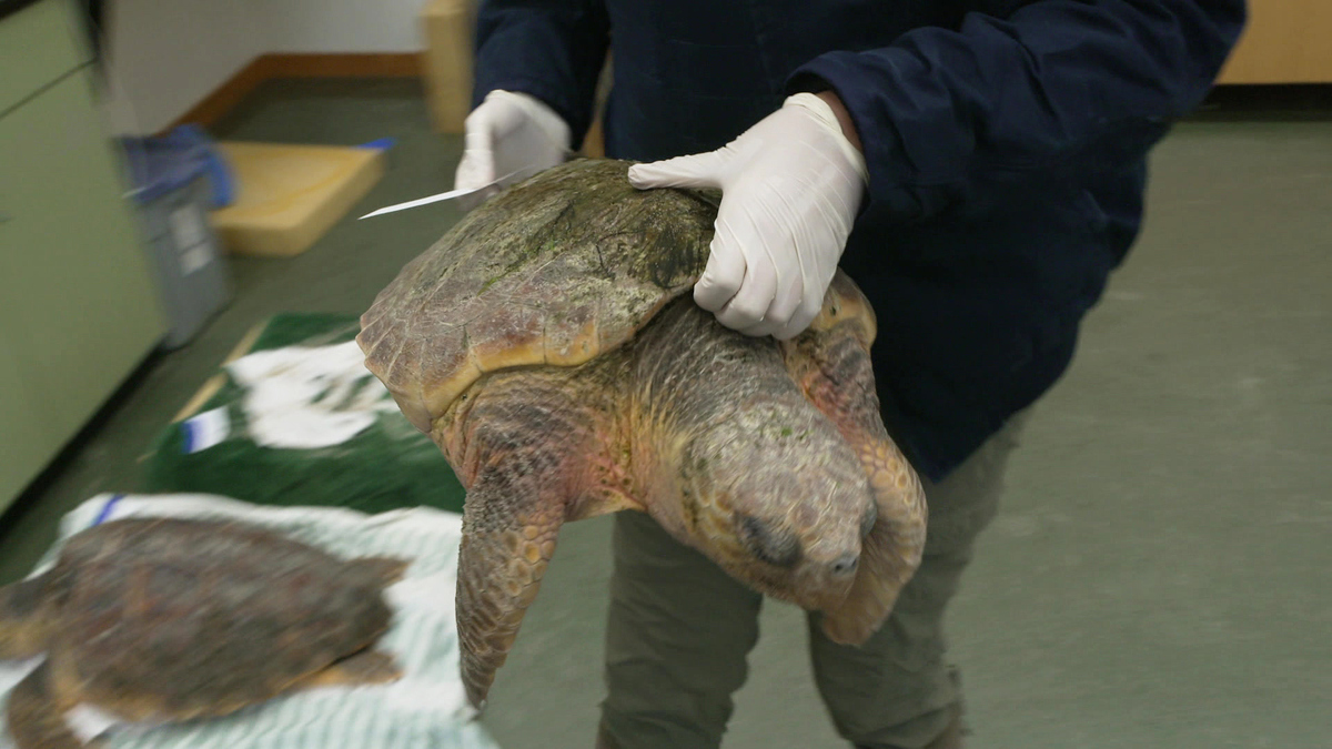 Watch Sunday Morning Season Episode : Rescuing sea turtles - Paramount+