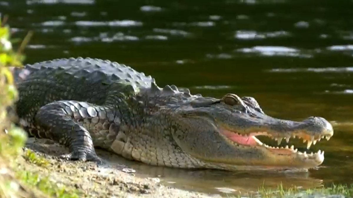 Watch CBS Evening News: Woman killed in South Carolina alligator attack ...