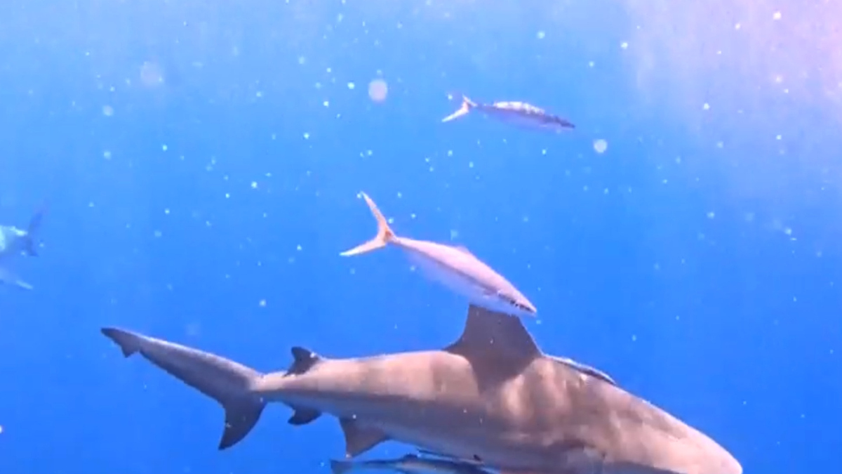 Watch CBS Evening News: Several shark attacks reported off Long Island ...