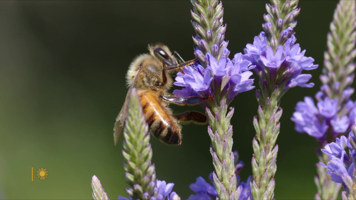 Watch Sunday Morning: Nature: Pollinators - Full show on CBS
