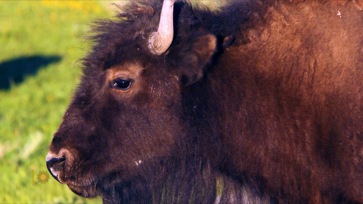 Watch Sunday Morning Season Episode : Nature: Bison in Yellowstone ...
