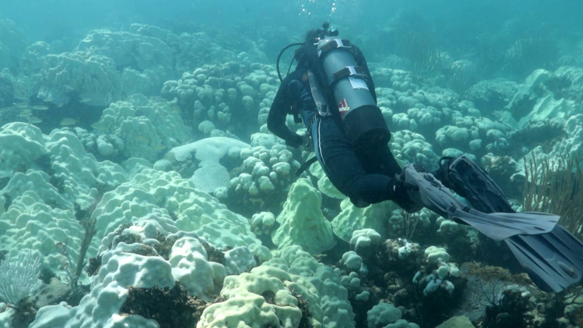 Watch CBS Mornings Season Episode : Urgent effort underway to save coral reefs from rising ocean ...