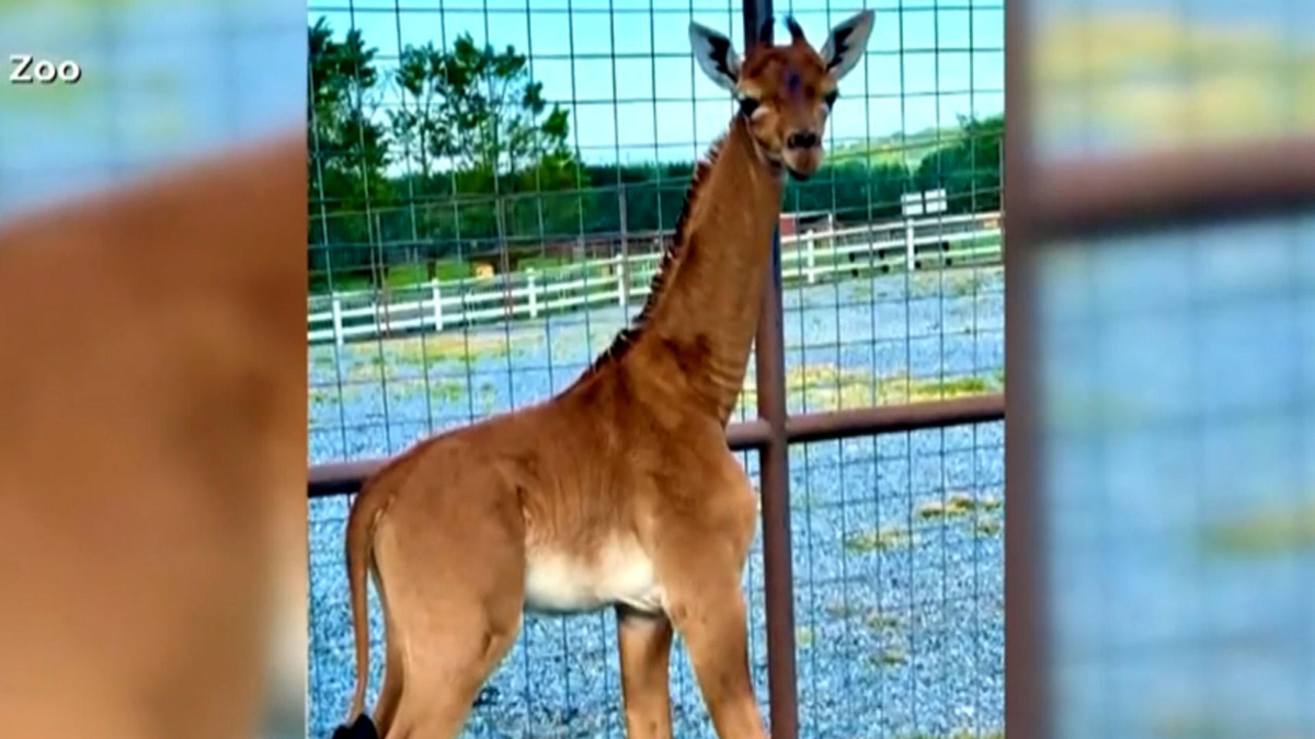 Watch CBS Evening News: Tennessee zoo welcomes rare spotless giraffe ...