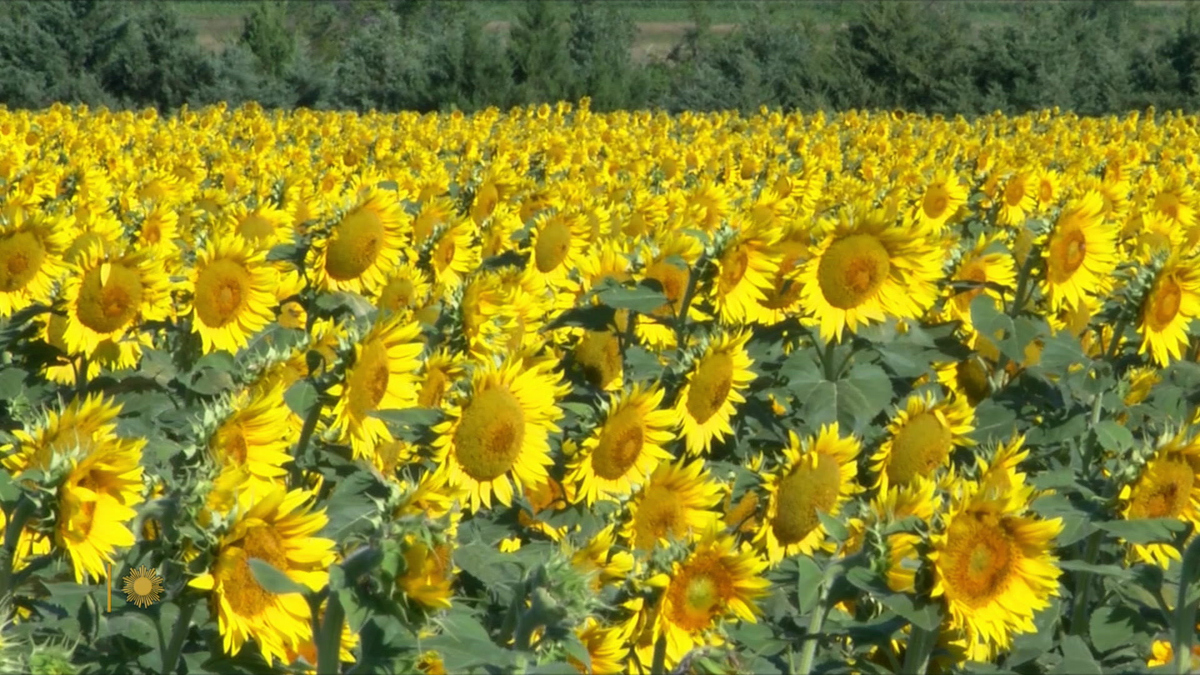 Watch Sunday Morning: Nature: Sunflowers in South Dakota - Full show on CBS