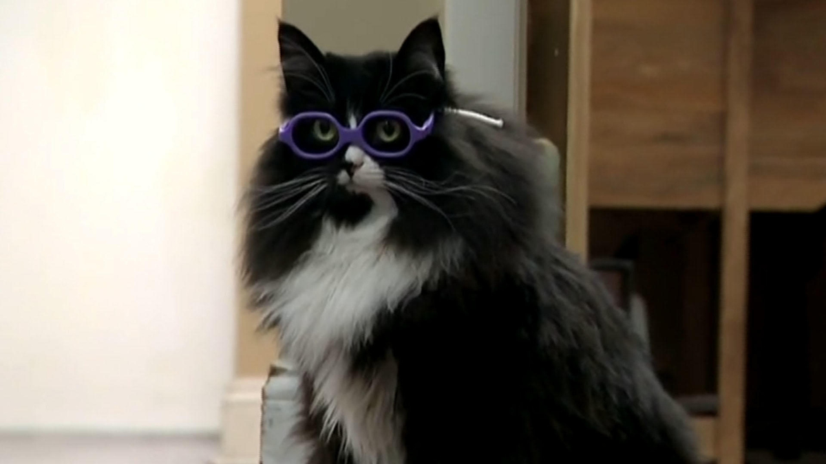 Watch CBS Evening News: How a cat helps kids with glasses feel ...