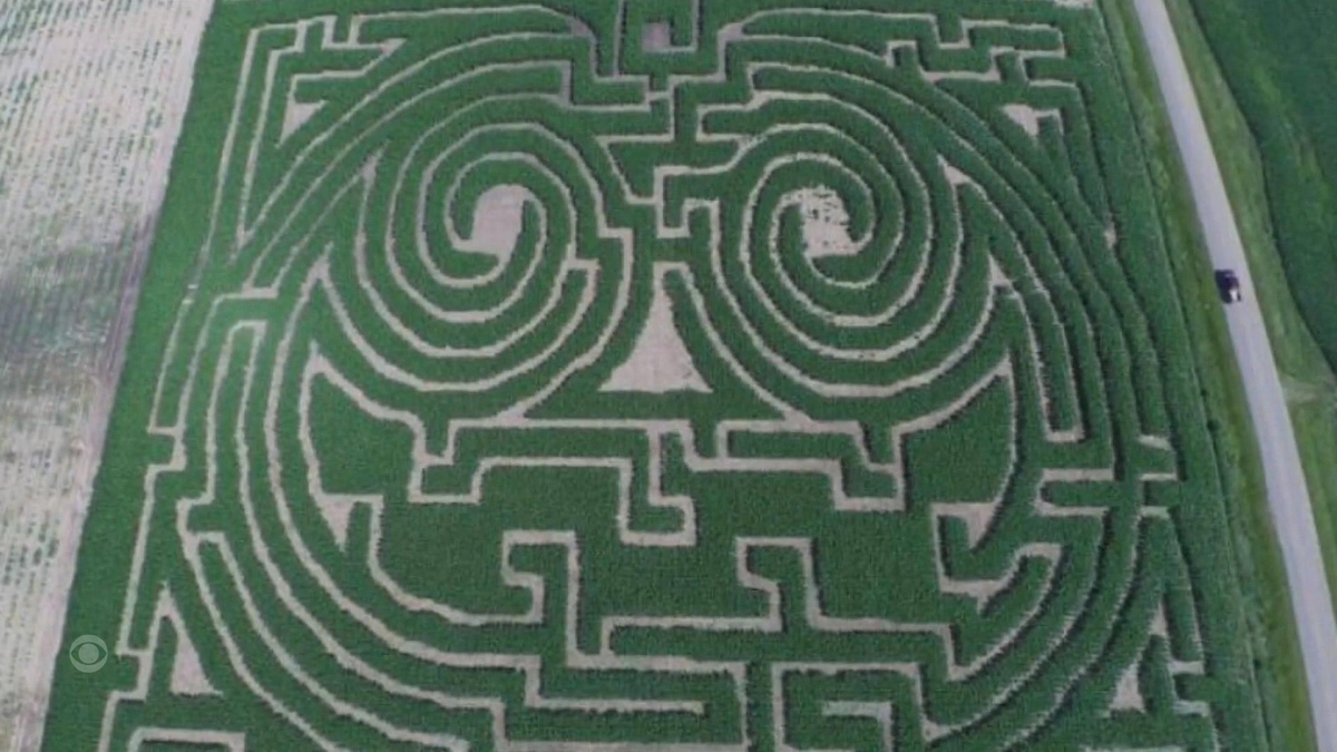 Watch CBS Evening News: A look at how a massive corn maze is built ...