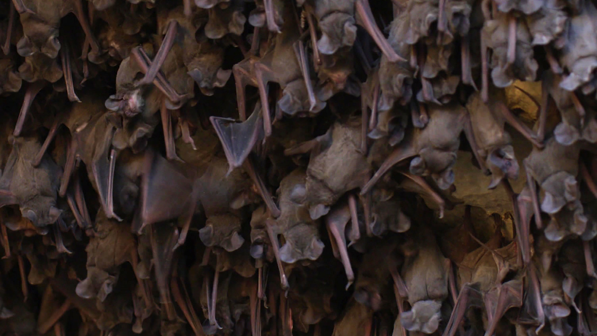 Watch Sunday Morning: For the love of bats - Full show on CBS