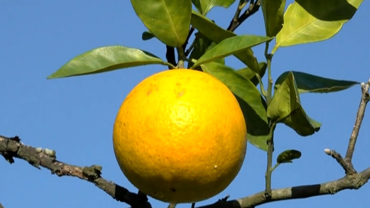 Watch CBS Evening News: Florida's citrus industry hit by declining ...