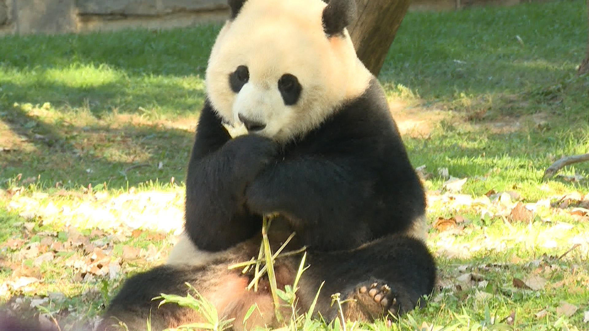 Watch CBS Mornings Season Episode : All pandas in U.S. zoos are heading ...