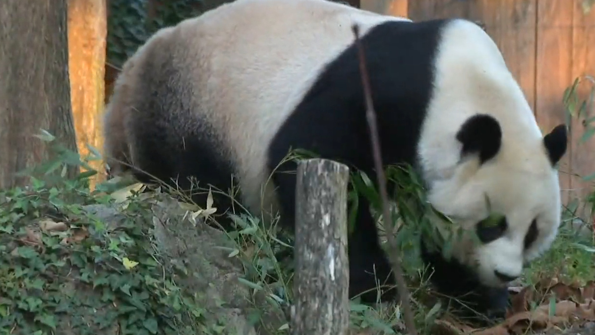 Watch CBS Evening News Season Episode : 3 D.C. zoo pandas to be ...