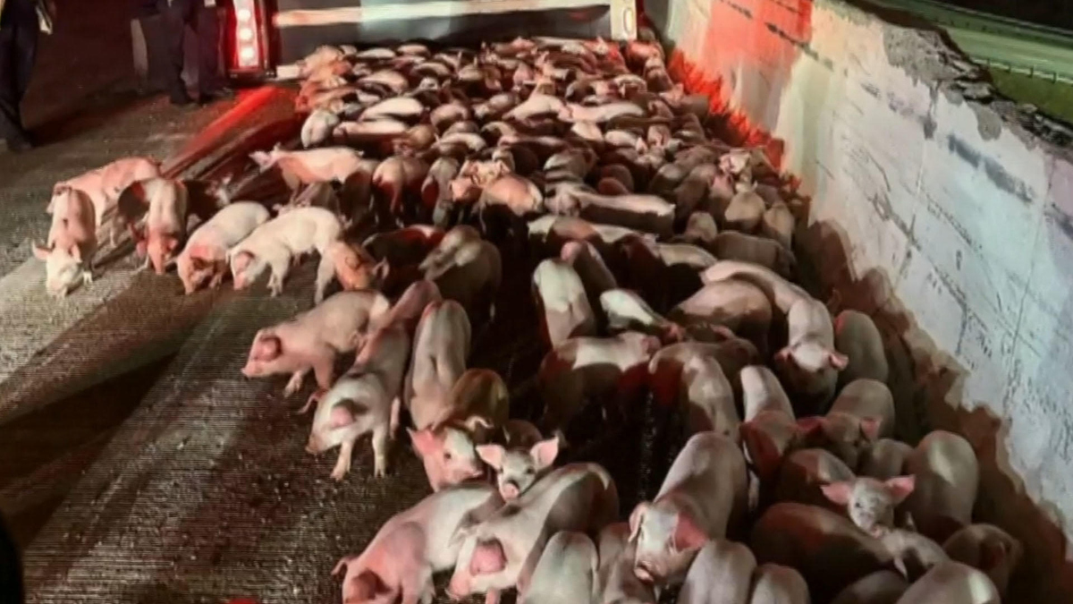 Watch CBS Evening News Hundreds of piglets corralled after truck ...