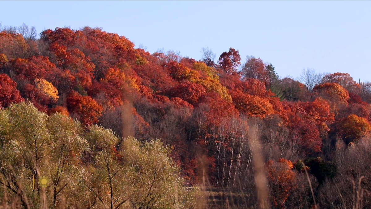 Watch Sunday Morning: Nature: Fall colors in New York - Full show on CBS